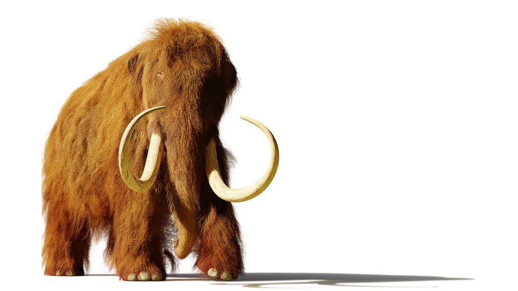 Oldest-known North American woolly mammoth revealed in 'long-lost ...