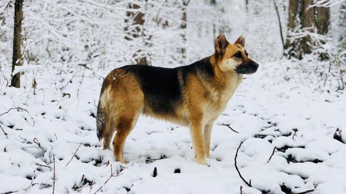 10 best dog breeds for cold weather: Meet the winter wonders | PetsRadar