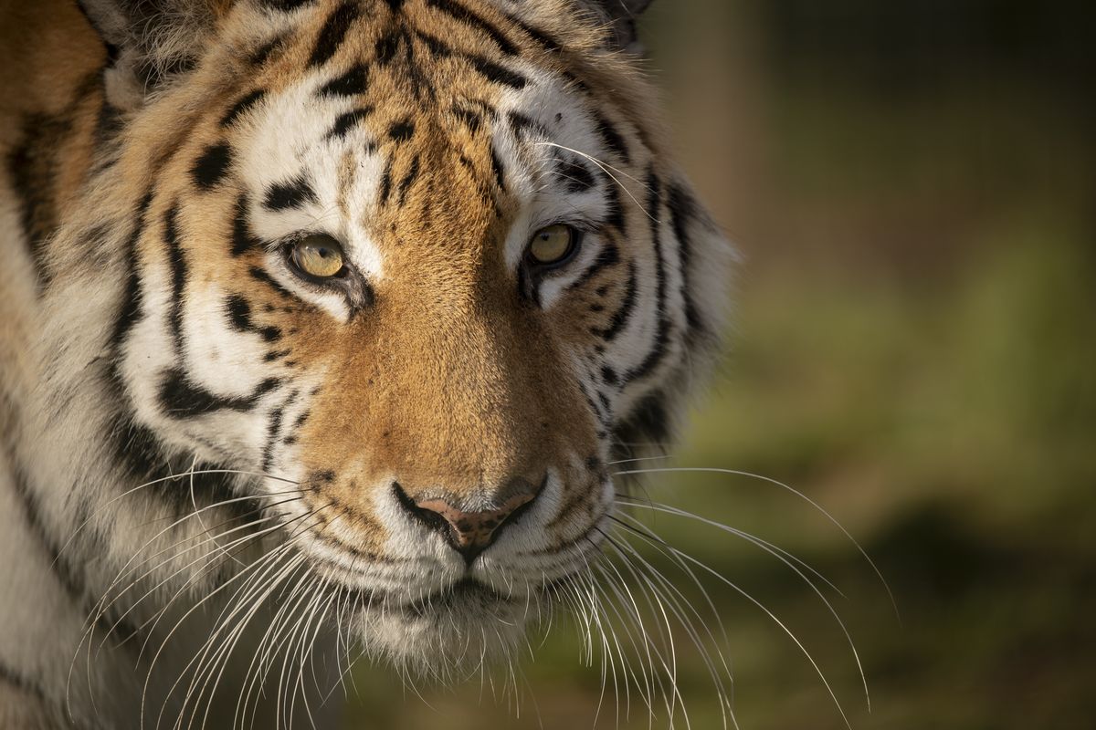 Big cat photo tips | Digital Camera World