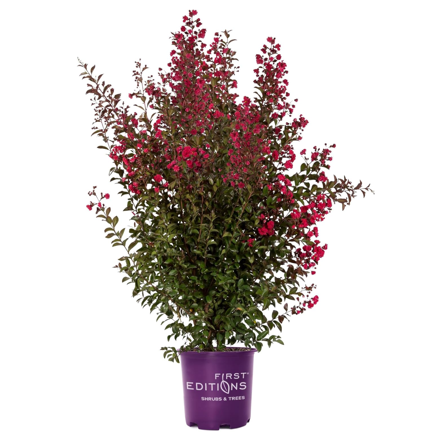 How to Winterize Crape Myrtle — There's 4 Simple Steps | Livingetc