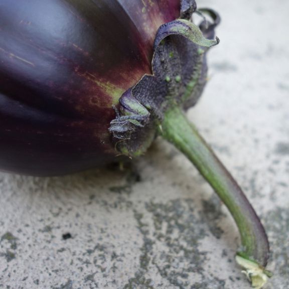 Mitoyo Eggplant Info - Learn About Growing Mitoyo Eggplants | Gardening ...