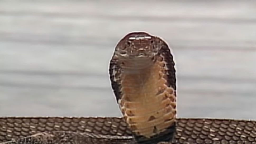 WWE Legend Recalls The Horrors Of Working With Jake The Snake’s Python ...
