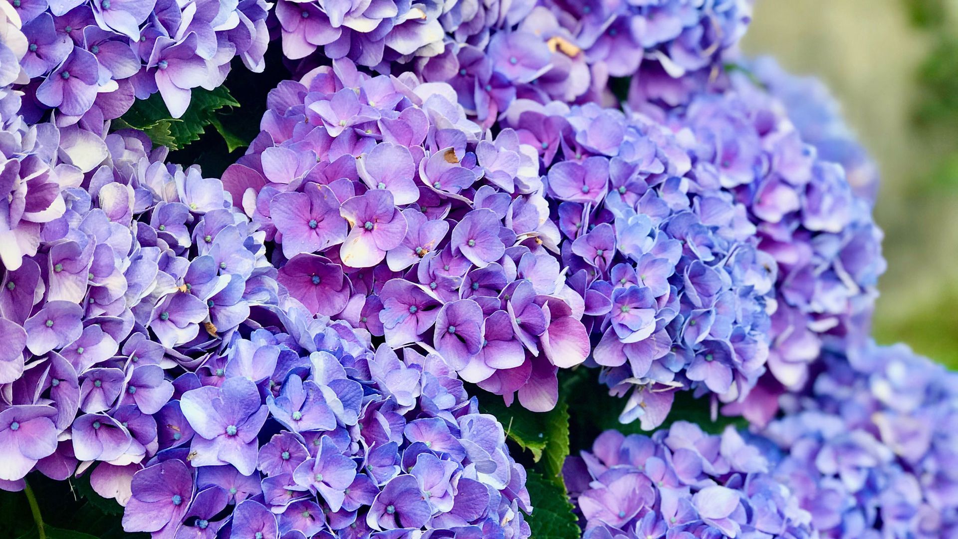 Set Hydrangea Colors in February | Easy Soil Treatment | Gardening Know How