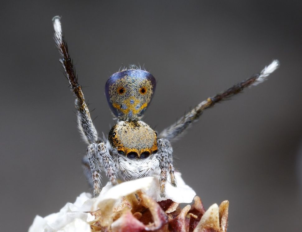 In Photos: 7 New Species of Peacock Spider | Live Science