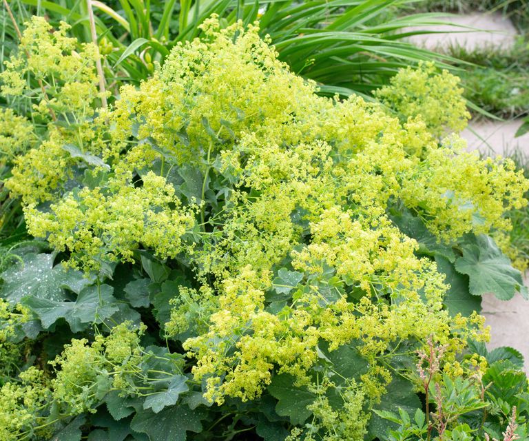 14 flowering plants that regrow every year | Homes and Gardens