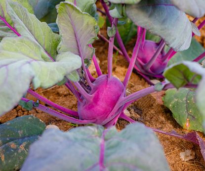 How to grow kohlrabi: expert tips on growing turnip cabbage | Homes and ...
