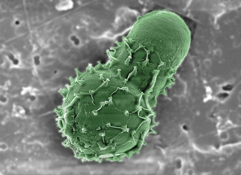 Learning from Earth's Smallest Ecosystems | Live Science