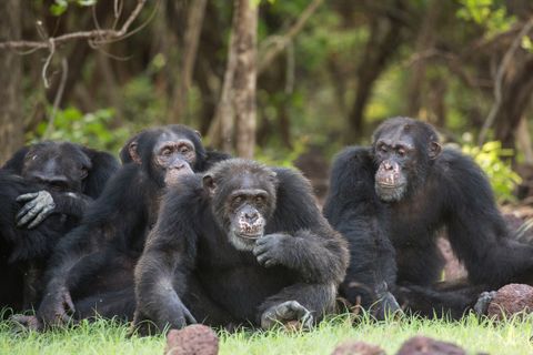 In Photos: The Fongoli Savanna Chimpanzees | Live Science