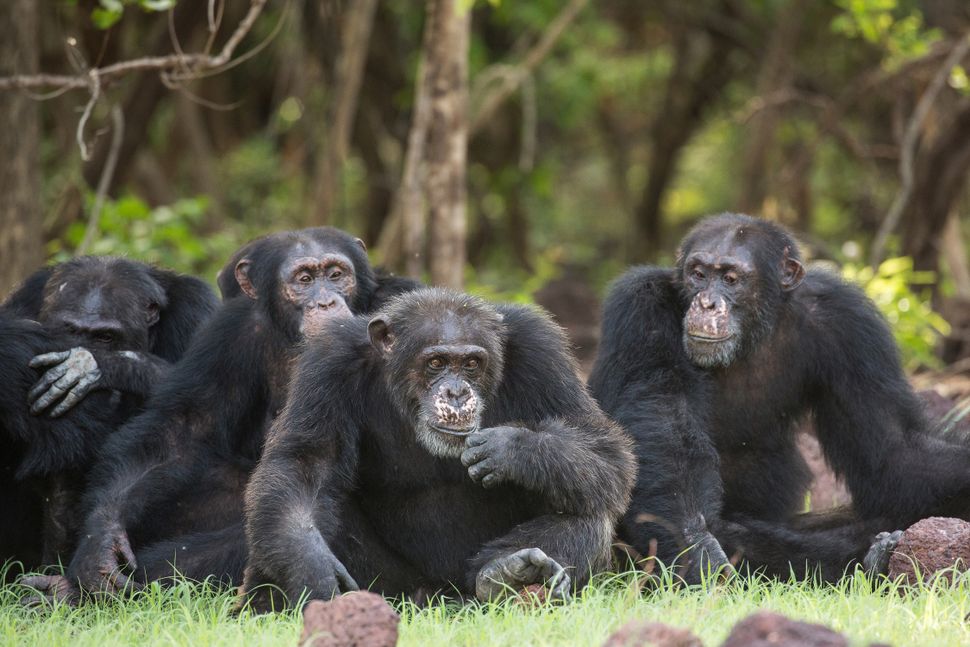 In Photos: The Fongoli Savanna Chimpanzees | Live Science