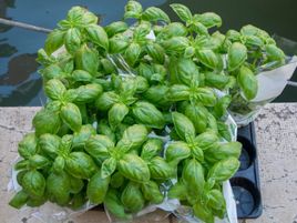 Tips & Information about Basil | Gardening Know How