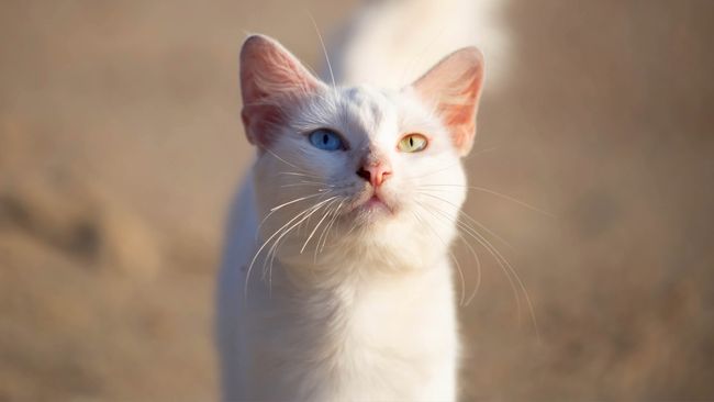13 rare cat breeds you’ve probably not heard of | PetsRadar