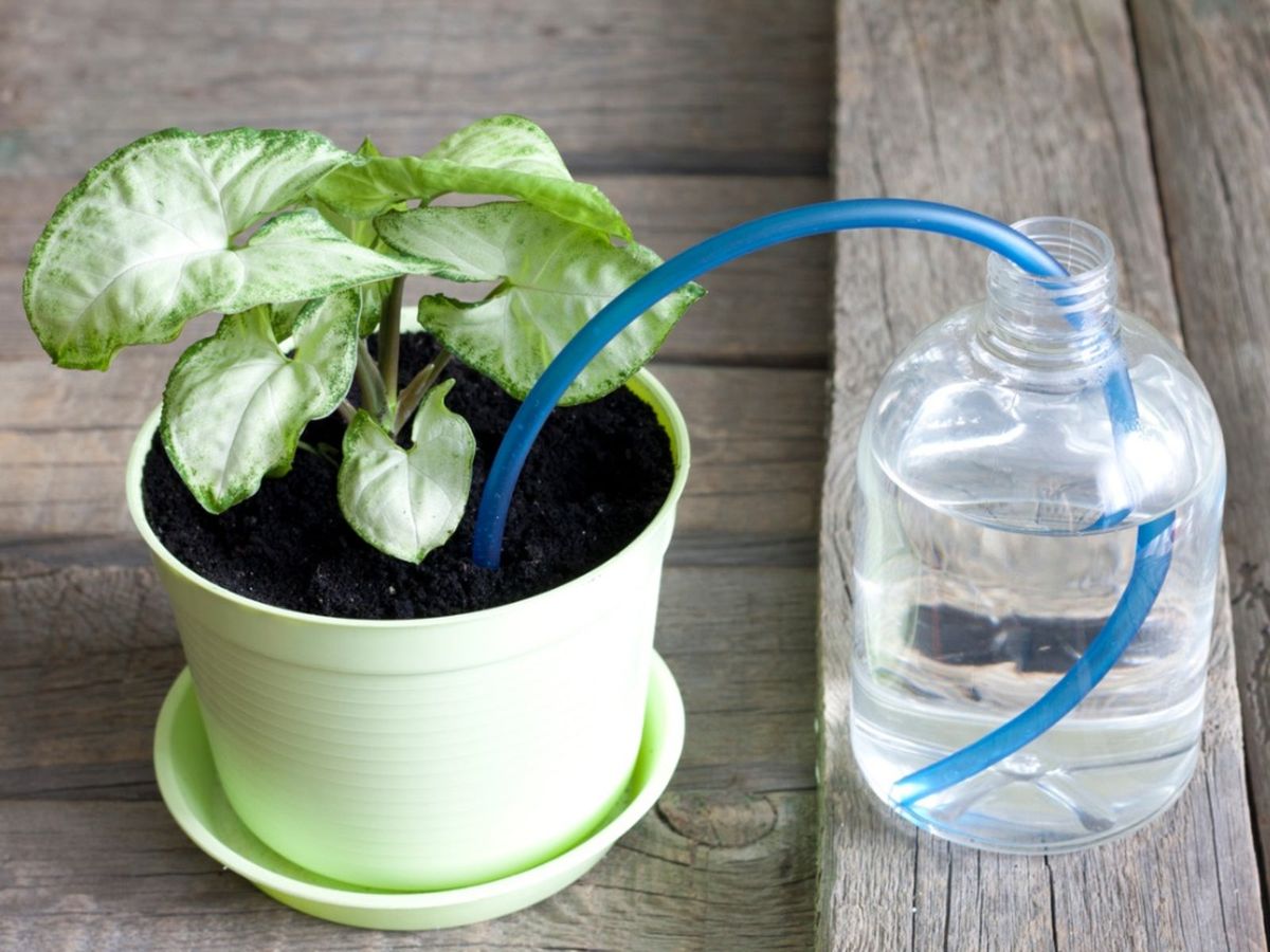 What Are Self-Watering Containers - Learn About Containers For Drought ...