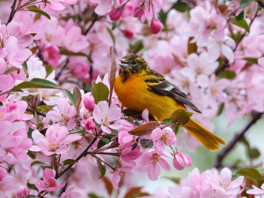 The 8 best trees to bring songbirds to your backyard | Livingetc