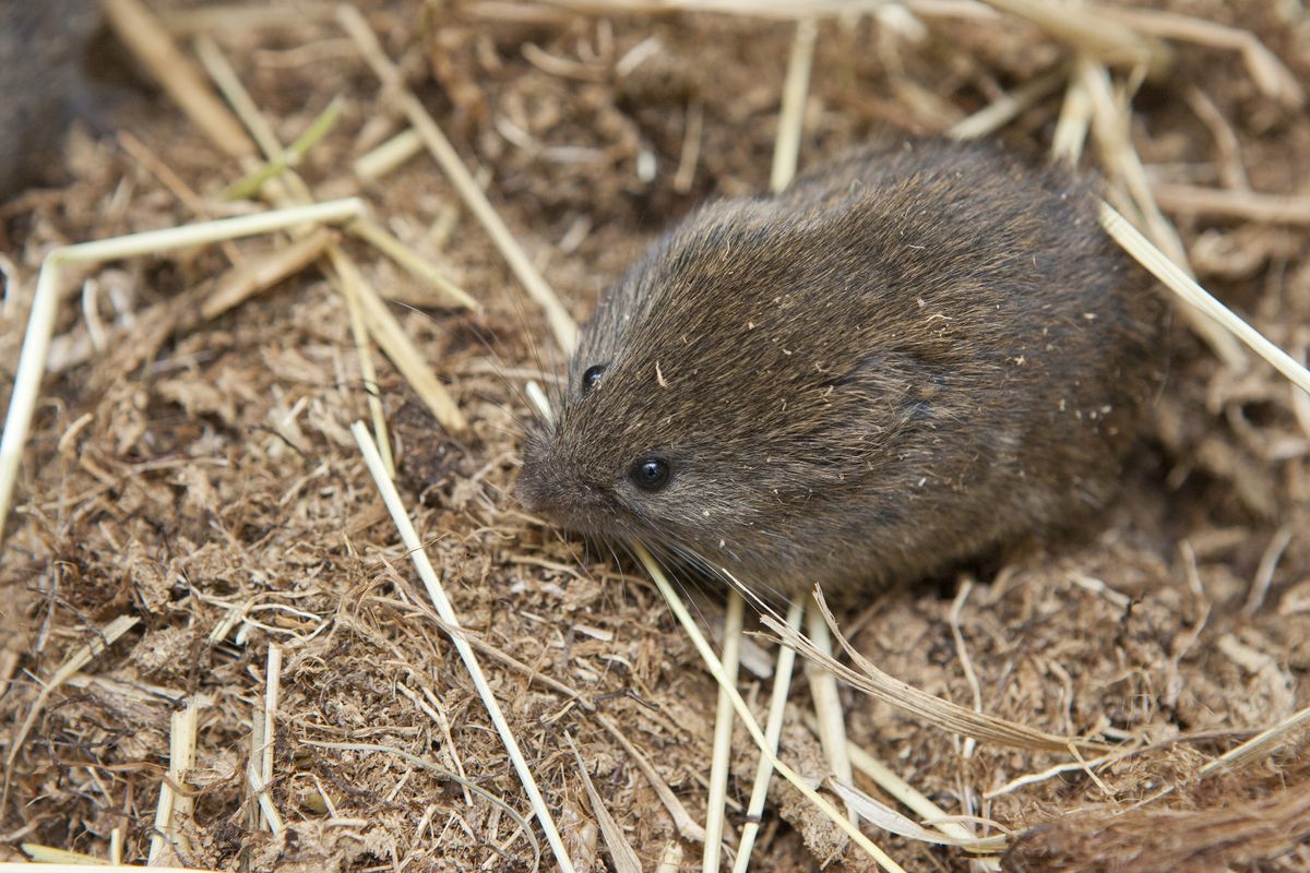 In Photos: Adorable Voles | Cute Animals | Live Science