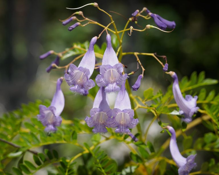Container Grown Jacaranda: Learn About Growing Jacaranda Trees In Pots ...