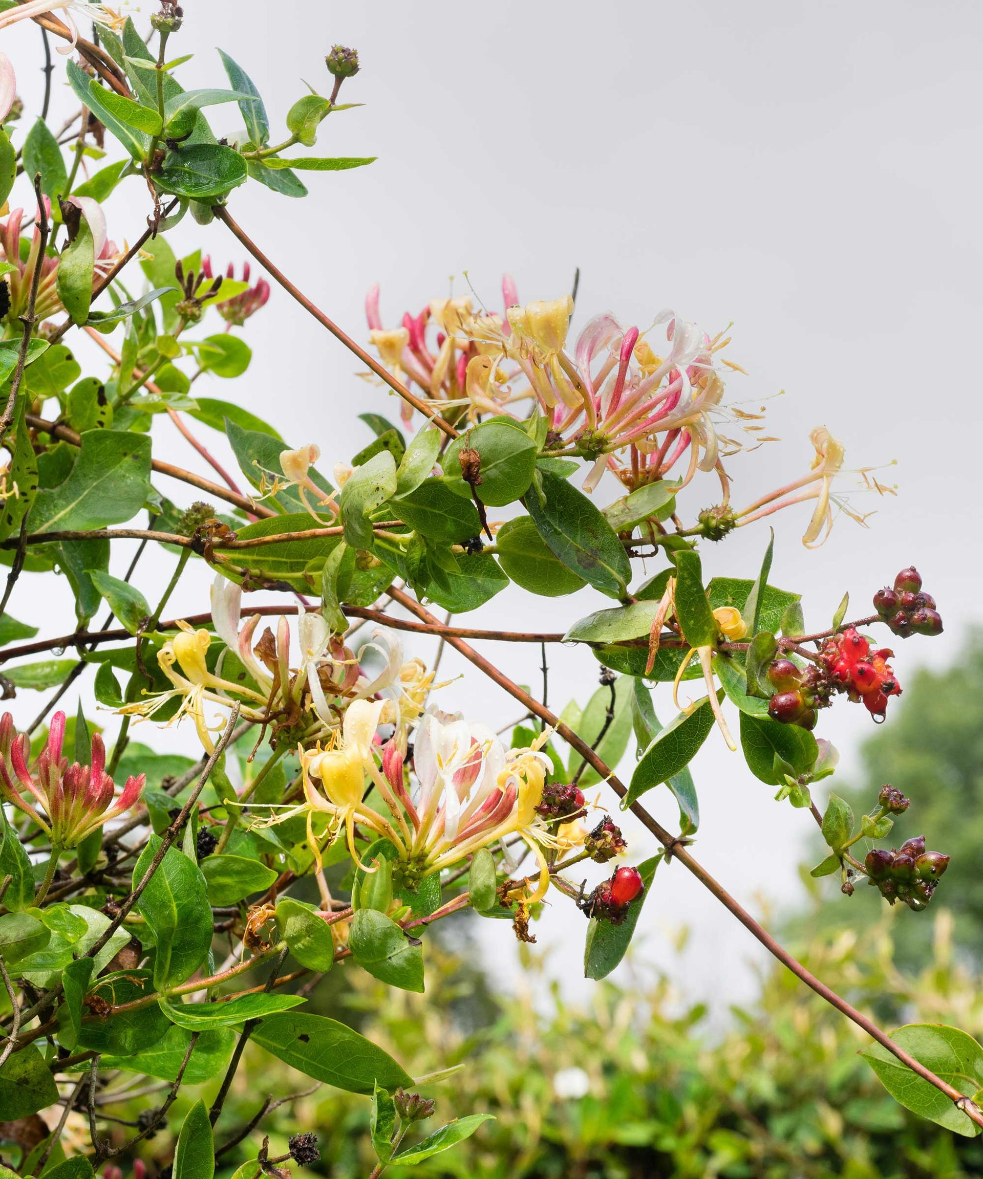 Types of honeysuckle: 10 beautiful varieties for your garden | Gardeningetc