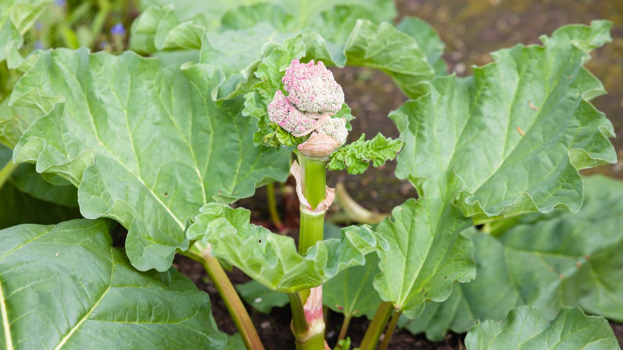 5 Reasons For Rhubarb Flowers & Why You Should Cut Them Off | Gardening ...