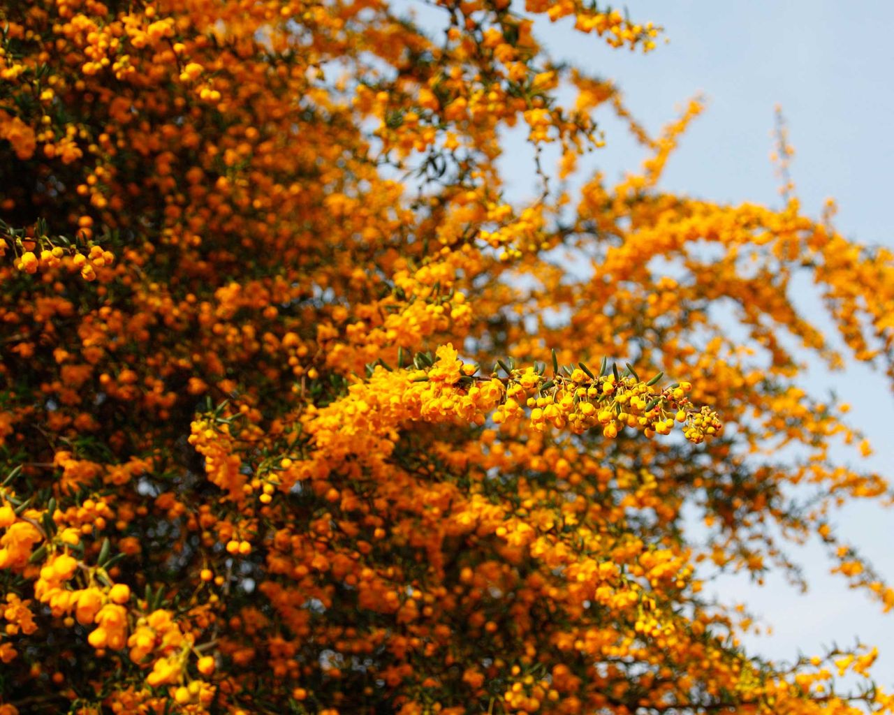 Barberry care and growing guide: how to look after berberis | Gardeningetc