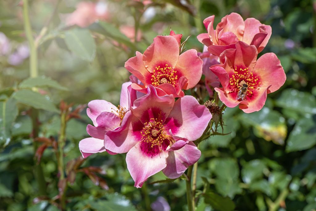 Roses care and growing guide: expert tips for these blooms | Gardeningetc