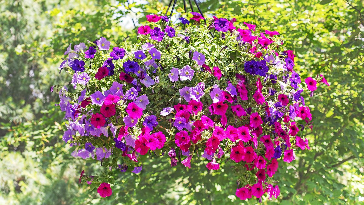 Best Trailing Plants For Hanging Baskets | Gardening Know How
