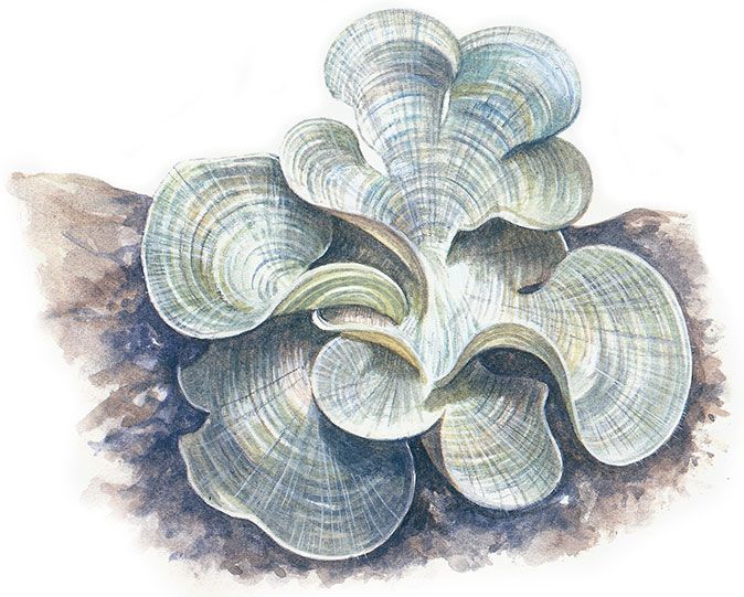 A simple guide to the seaweed of Britain – how to spot it, how to cook ...