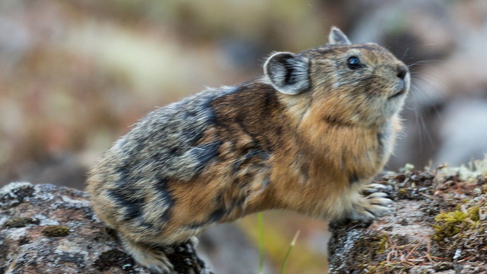 Turuchan pika: The adorable ball of fluff that just loves to play ...