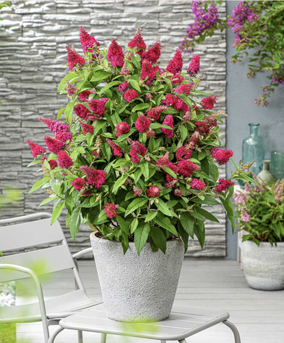 6 Small Fragrant Flowering Shrubs Perfect for Tiny Gardens | Livingetc