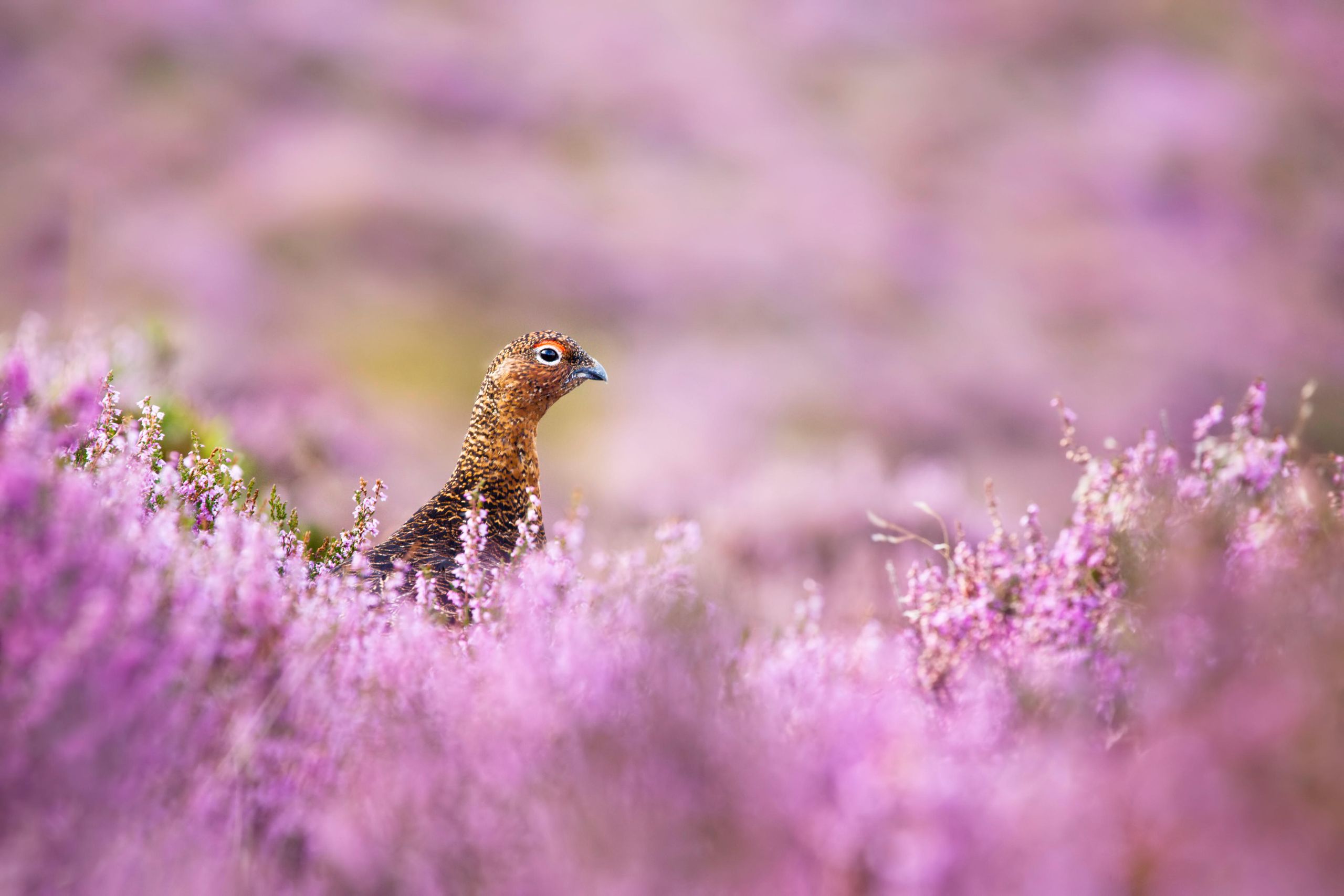 The challenges facing grouse shooting, from draining moors and heather ...