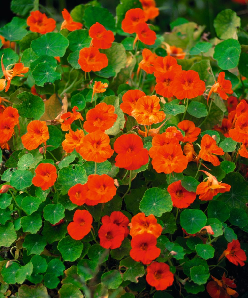 Climbing plants that thrive on neglect: 5 easy vines to grow | Homes ...