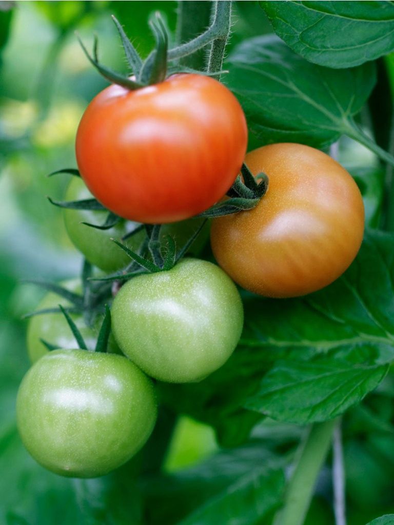 Best Tomatoes For Shade – Learn About Shade Tolerant Tomato Varieties ...
