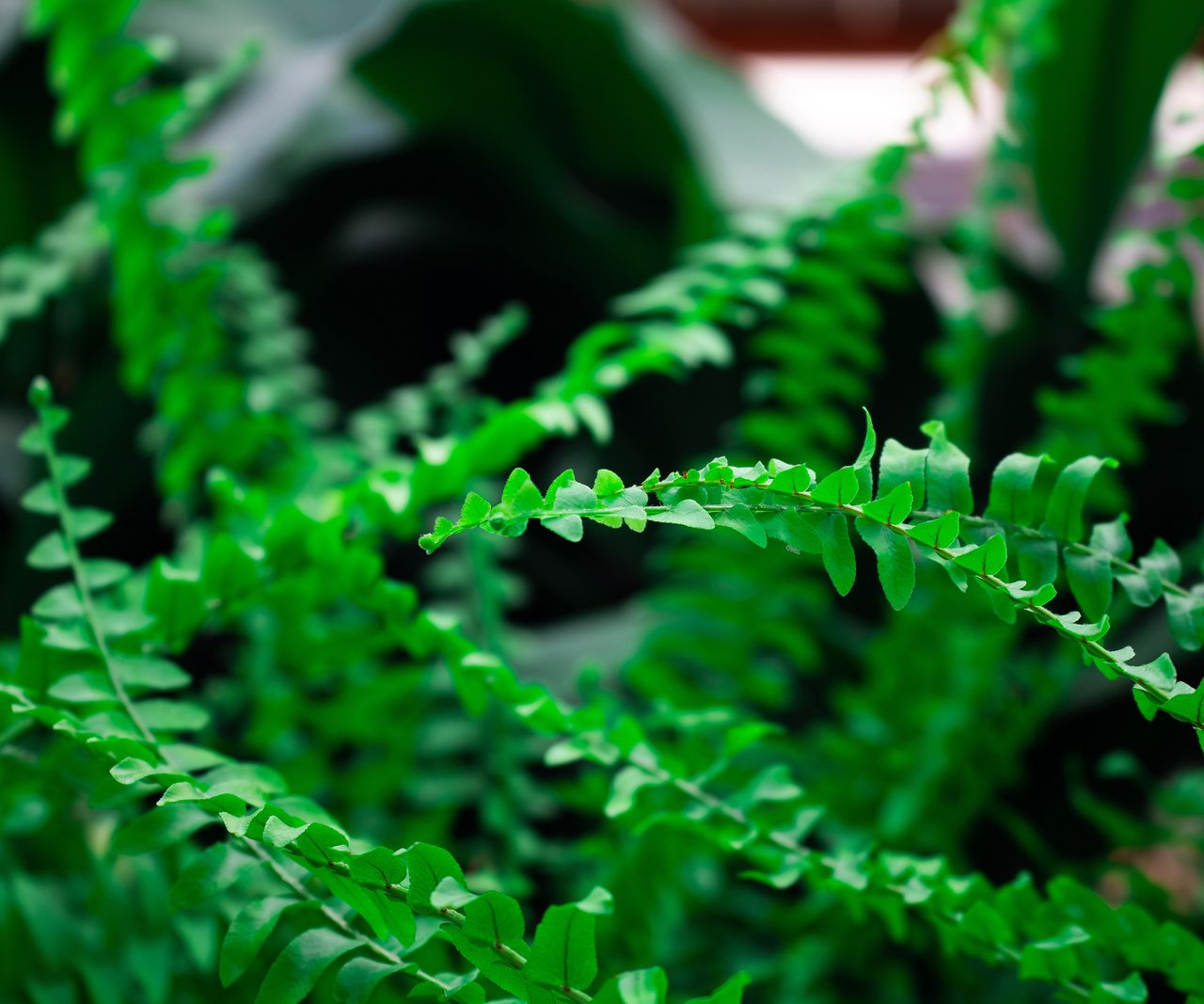 How to propagate a Boston fern: a step-by-step guide | Homes and Gardens