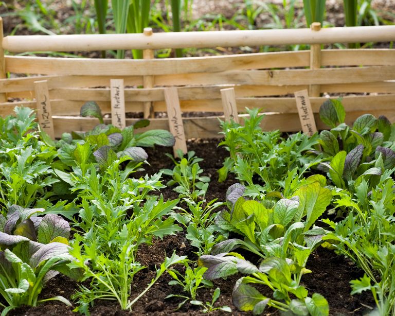 What to plant in December: the best flowers, fruit and veg | Homes and ...