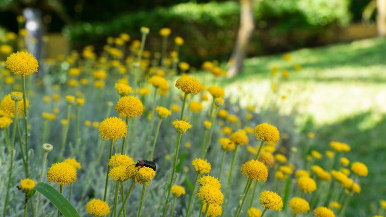 How to grow Japanese spurge: evergreen ground cover plants | Homes and ...