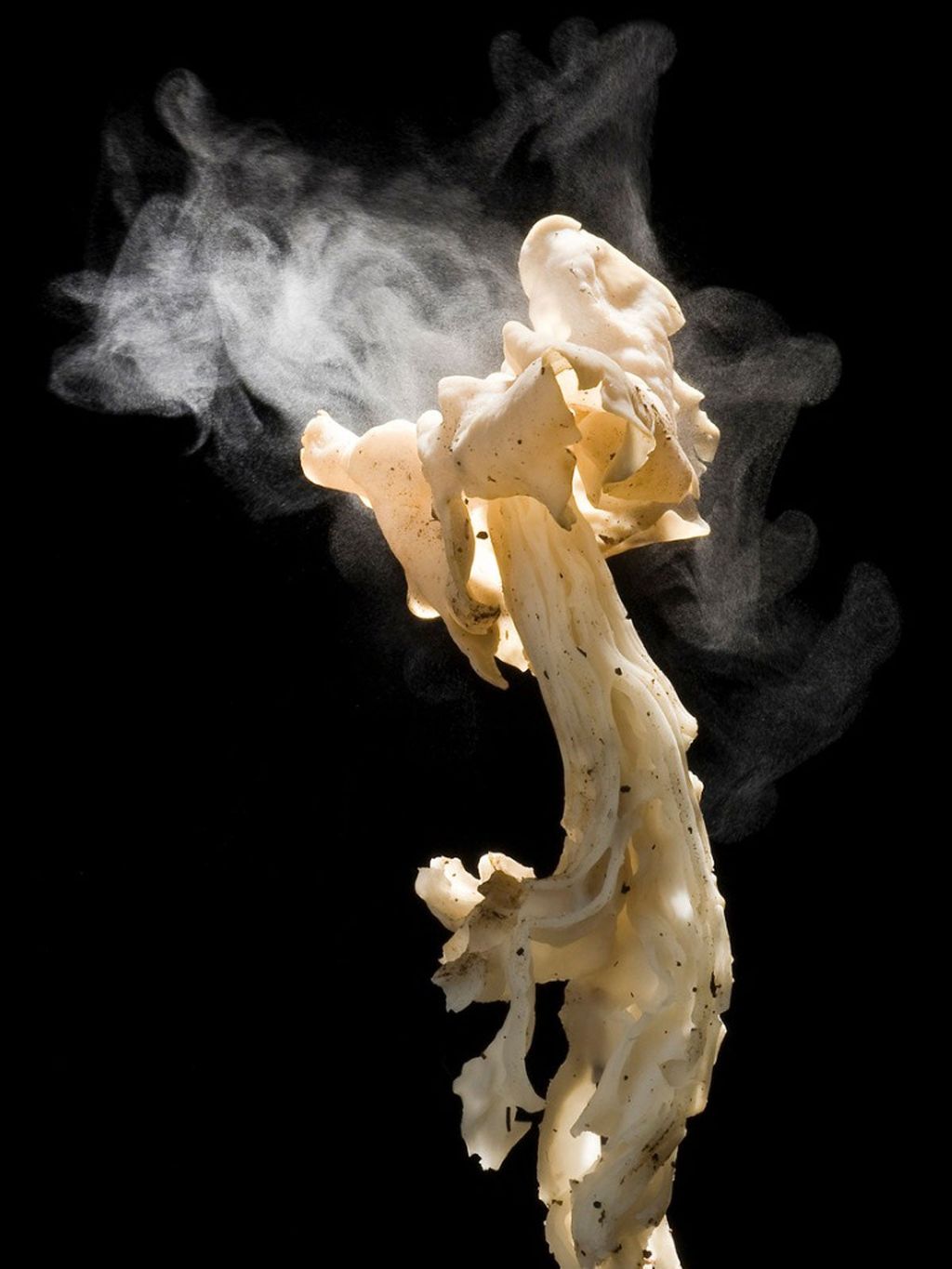 Spore Collection Techniques - Harvesting Spores From Mushrooms ...