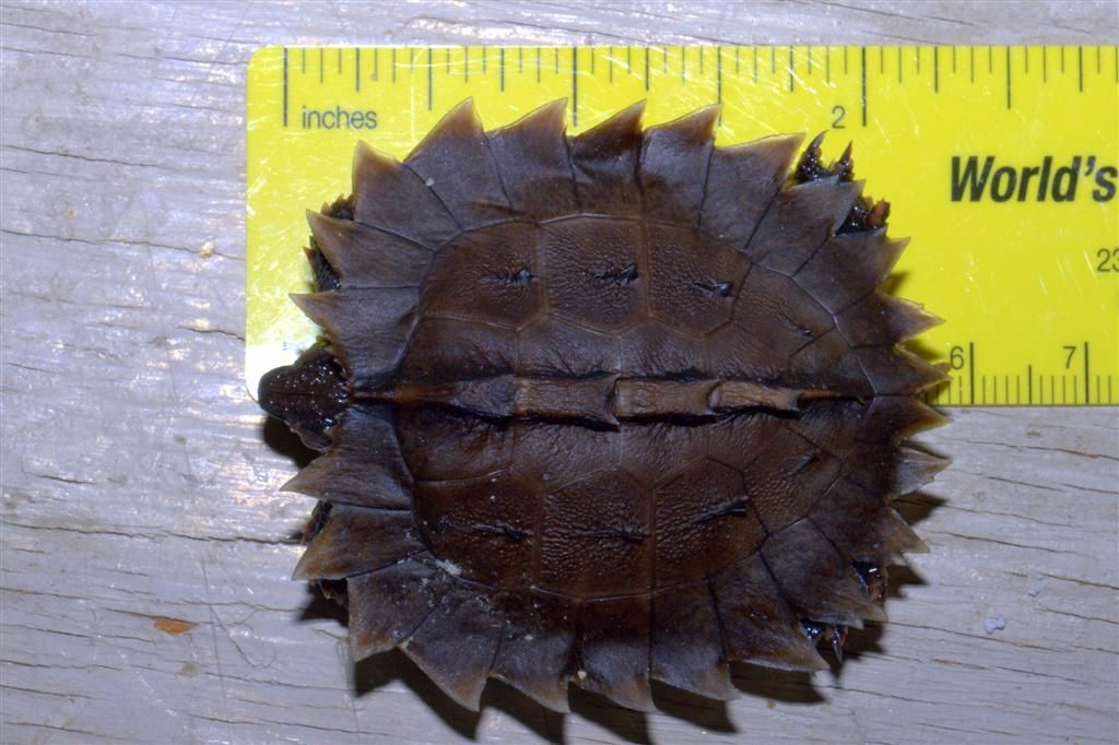 Bouncing Zoo Babies of 2011 | Live Science