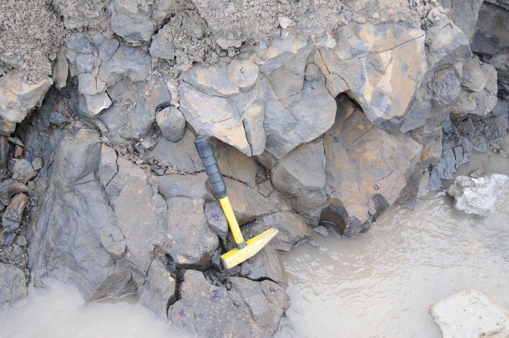 In Photos: Fossil Forest Unearthed in the Arctic | Live Science