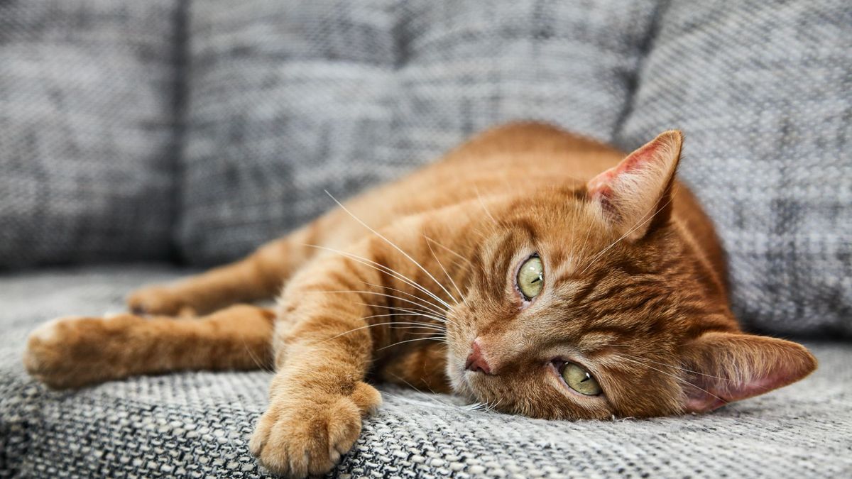 Do cats fart? What you need to know about feline flatulence | PetsRadar