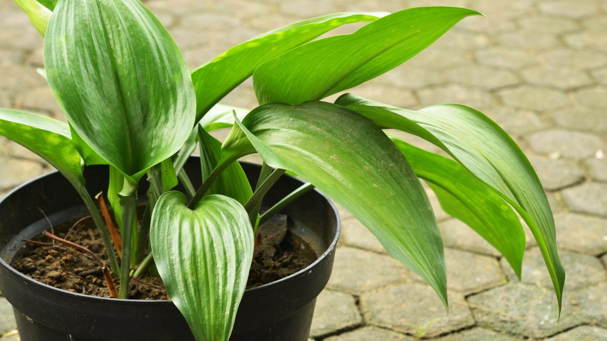 7 plants that can survive without sunlight | Tom's Guide