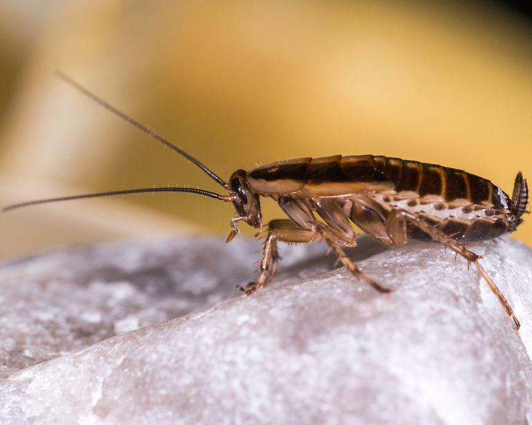 How to identify bugs in your home — 15 most common | Real Homes