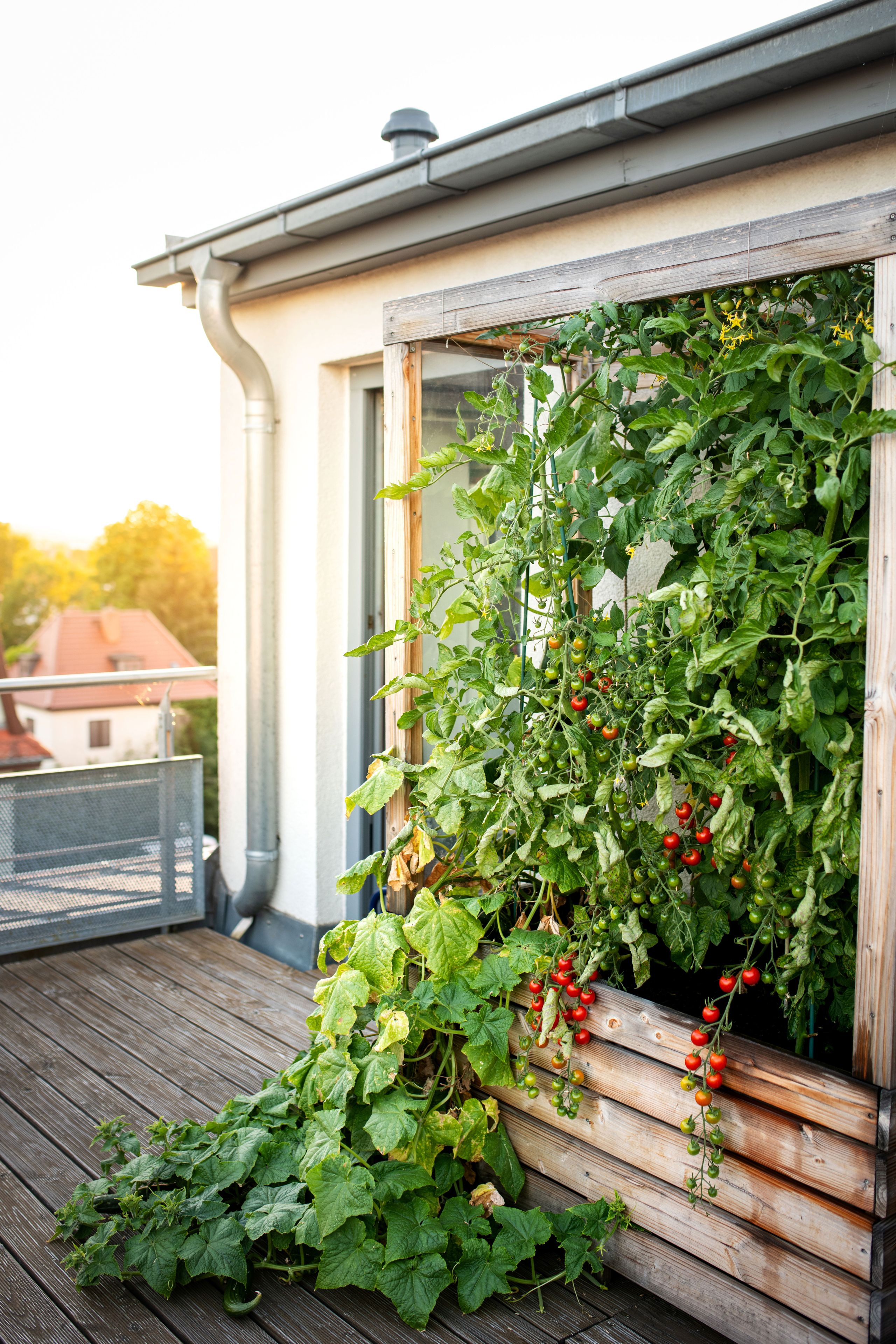 'Vertical allotments' - the small space grow-your-own trend | Livingetc
