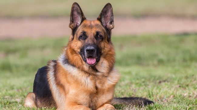 Best guard dog breeds for maximum protection | PetsRadar