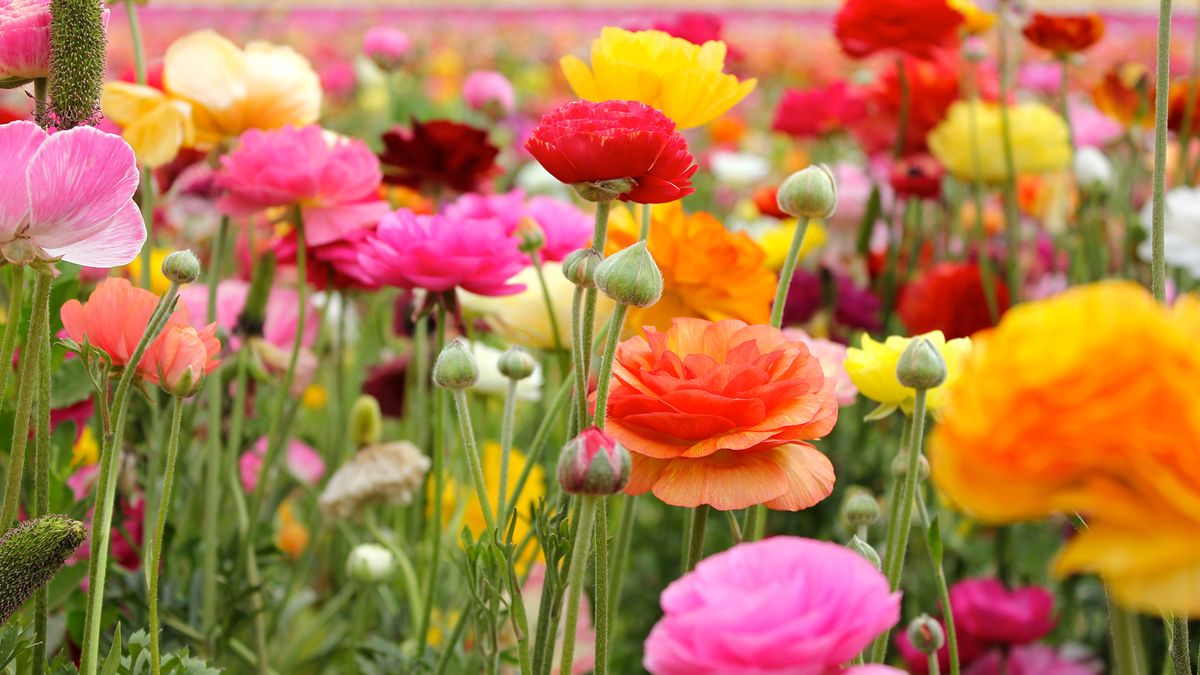 How to grow ranunculus | Homes and Gardens