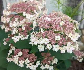 Native Hydrangea Varieties In North America: Hardy Bloomers | Gardening ...