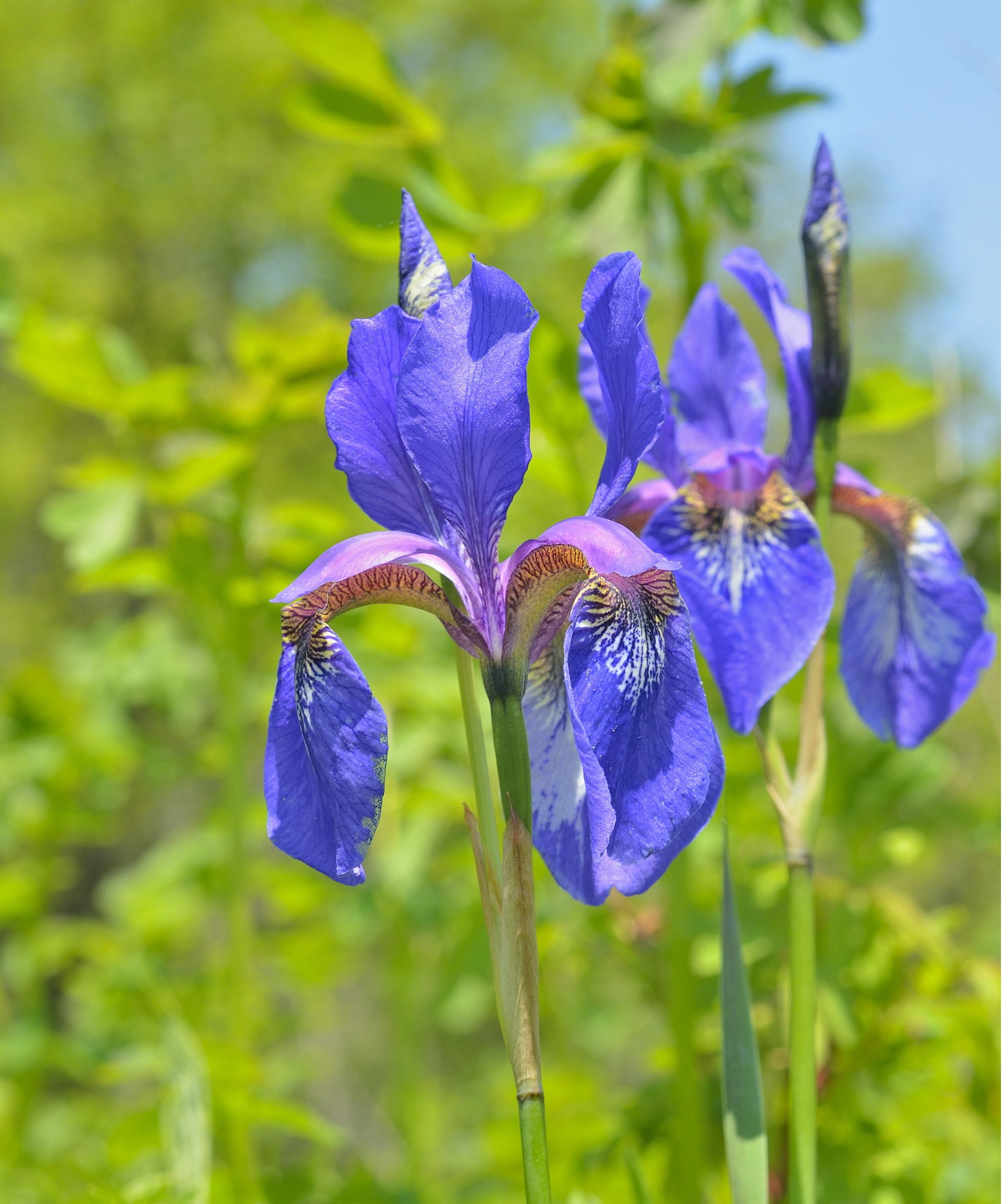 What are birth month flowers? Tips on how to grow them | Homes and Gardens