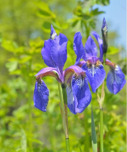 Best native irises to plant in fall: 5 colorful species | Homes and Gardens