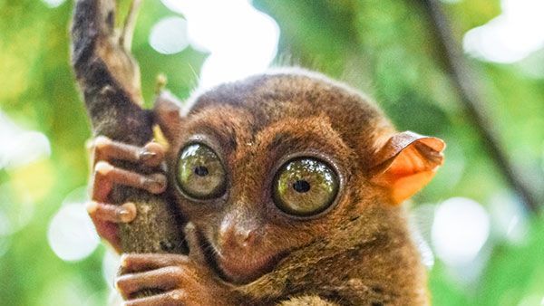 10 Animals That Look Like People You Work With | Marie Claire