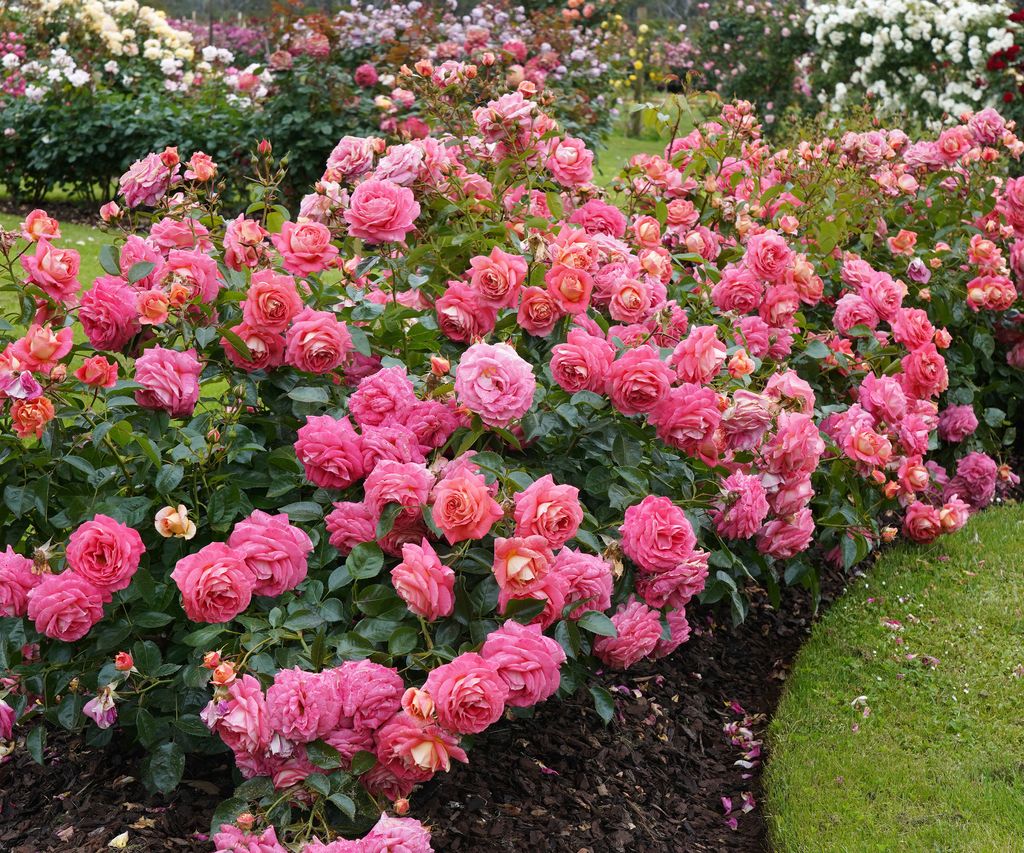 Expert Tips On How To Grow A Rose Plant Faster | Gardening Know How