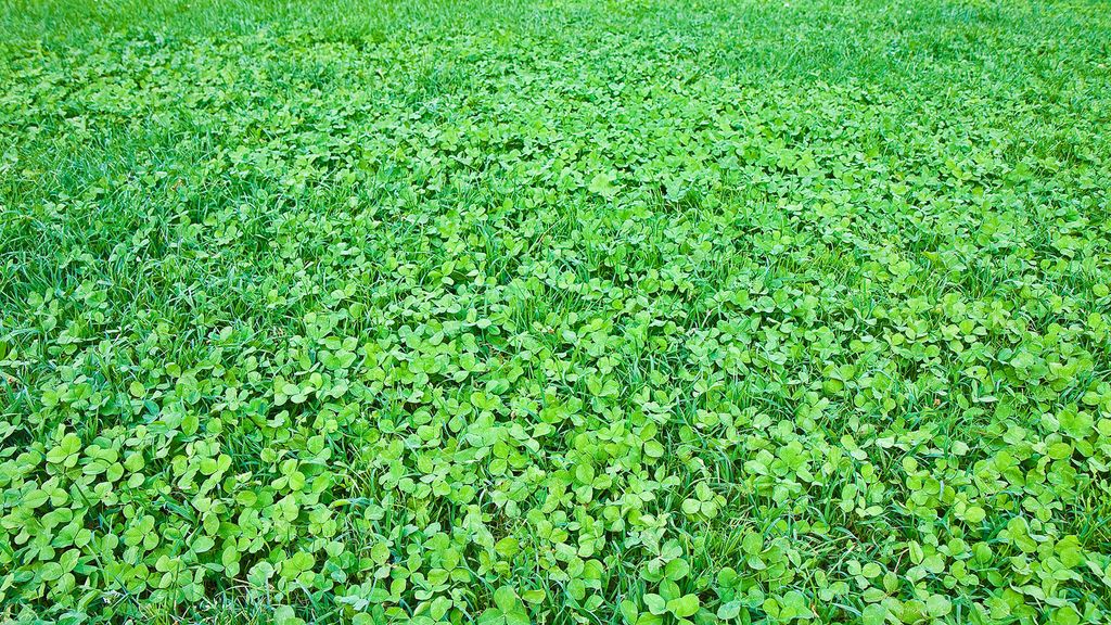 9 benefits of a clover lawn and why it’s a sustainable choice | Tom's Guide