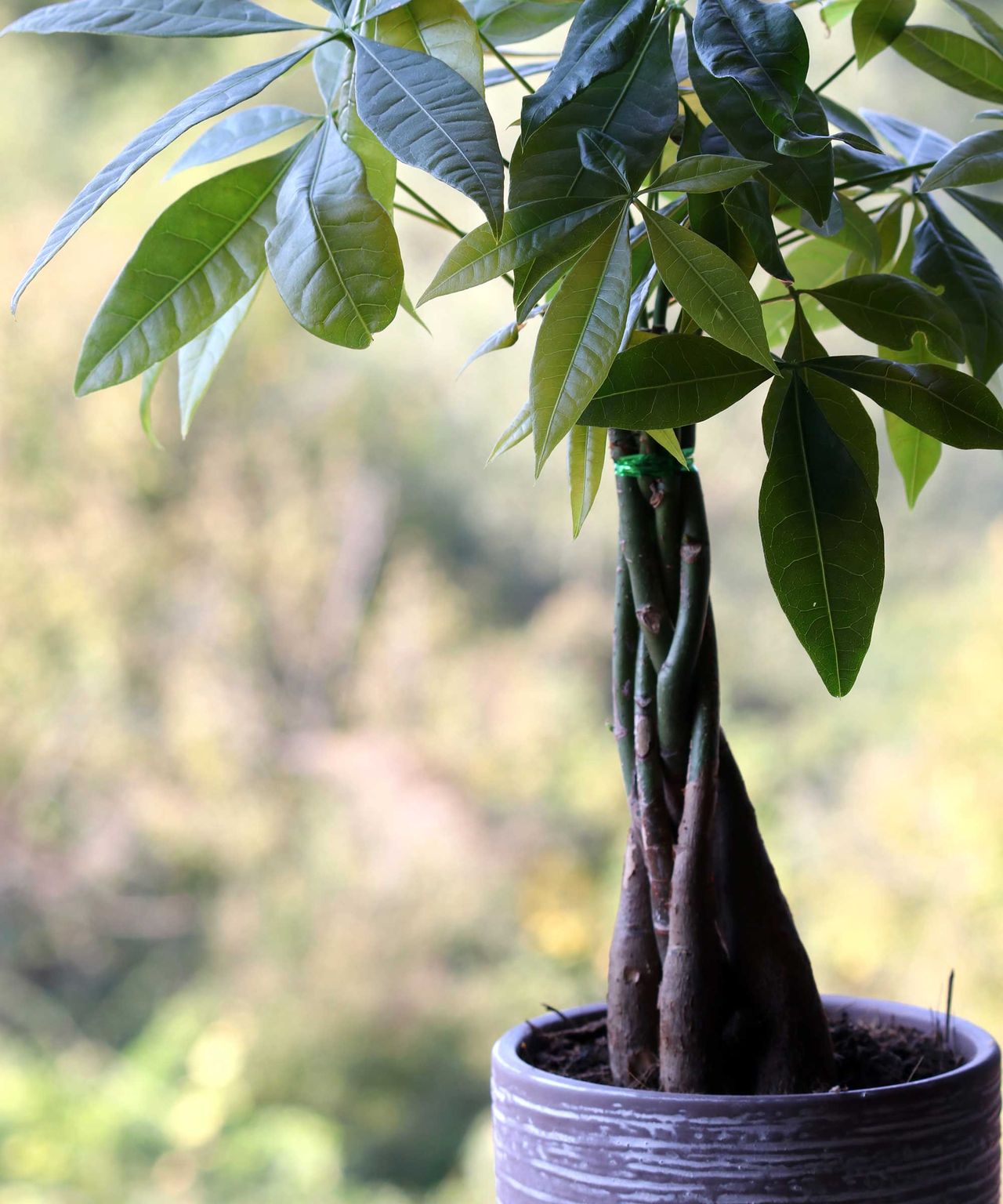 How to prune a money tree: essential tips | Homes and Gardens