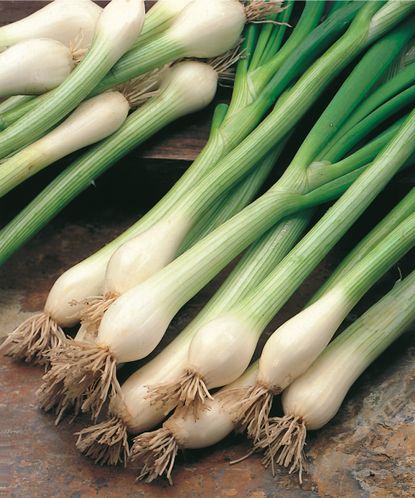 Types of onions: the best varieties for your vegetable patch | Homes ...